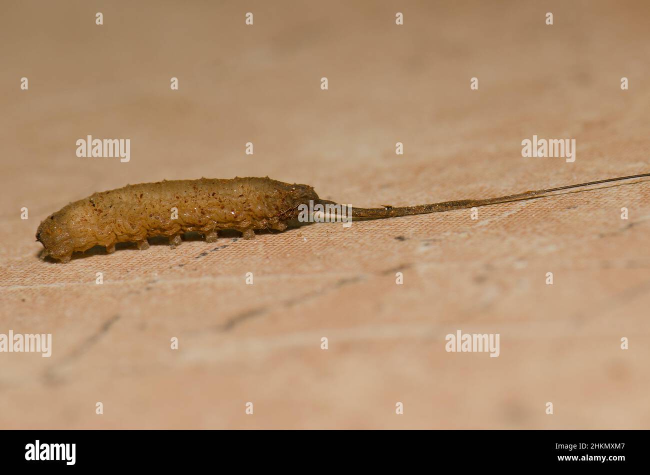 Rat tailed maggot hi-res stock photography and images - Alamy
