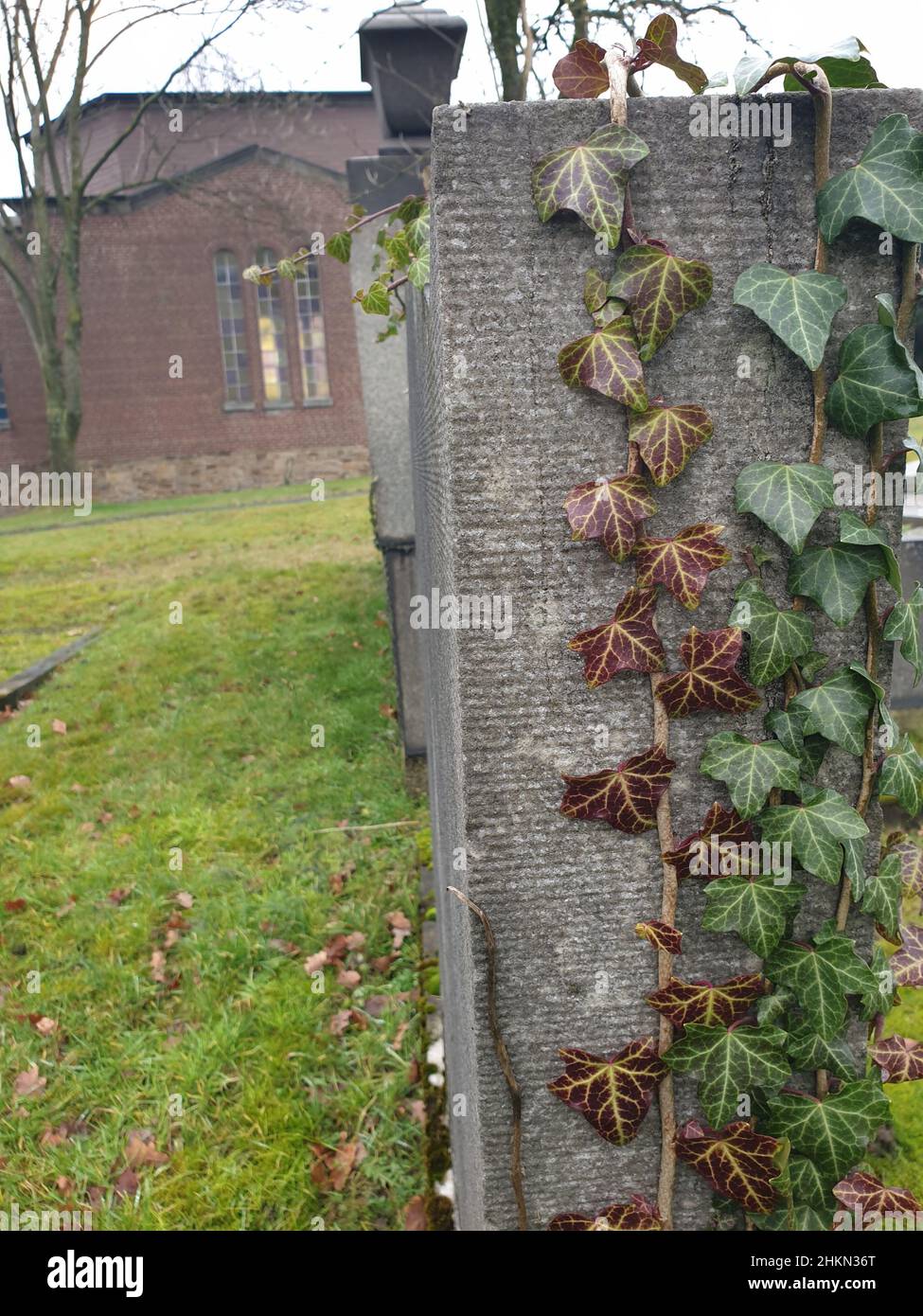 Tombstone overgrown with ivy Stock Photo - Alamy