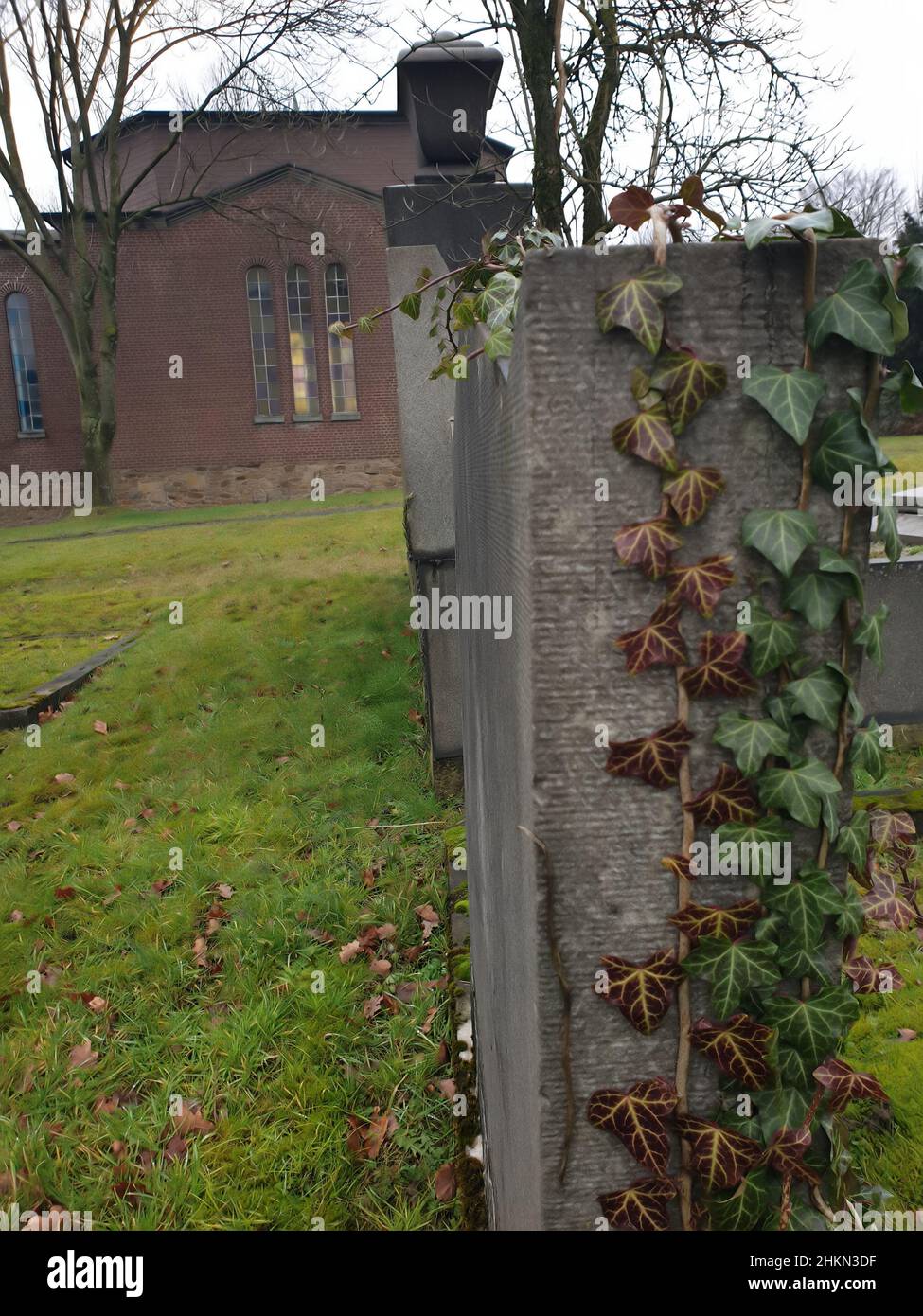 Tombstone overgrown with ivy Stock Photo - Alamy