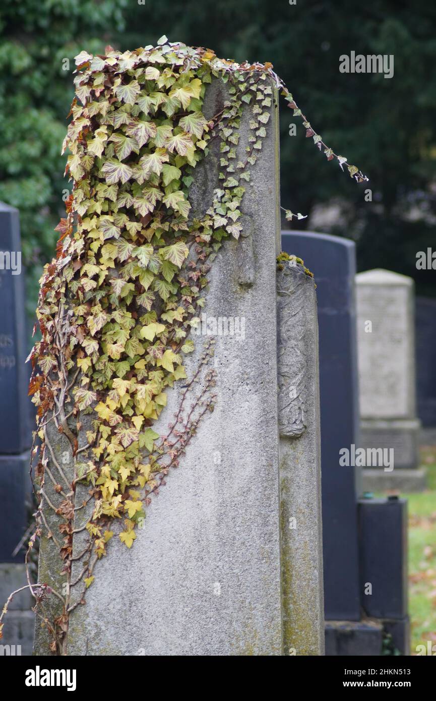 Tombstone overgrown with ivy Stock Photo - Alamy