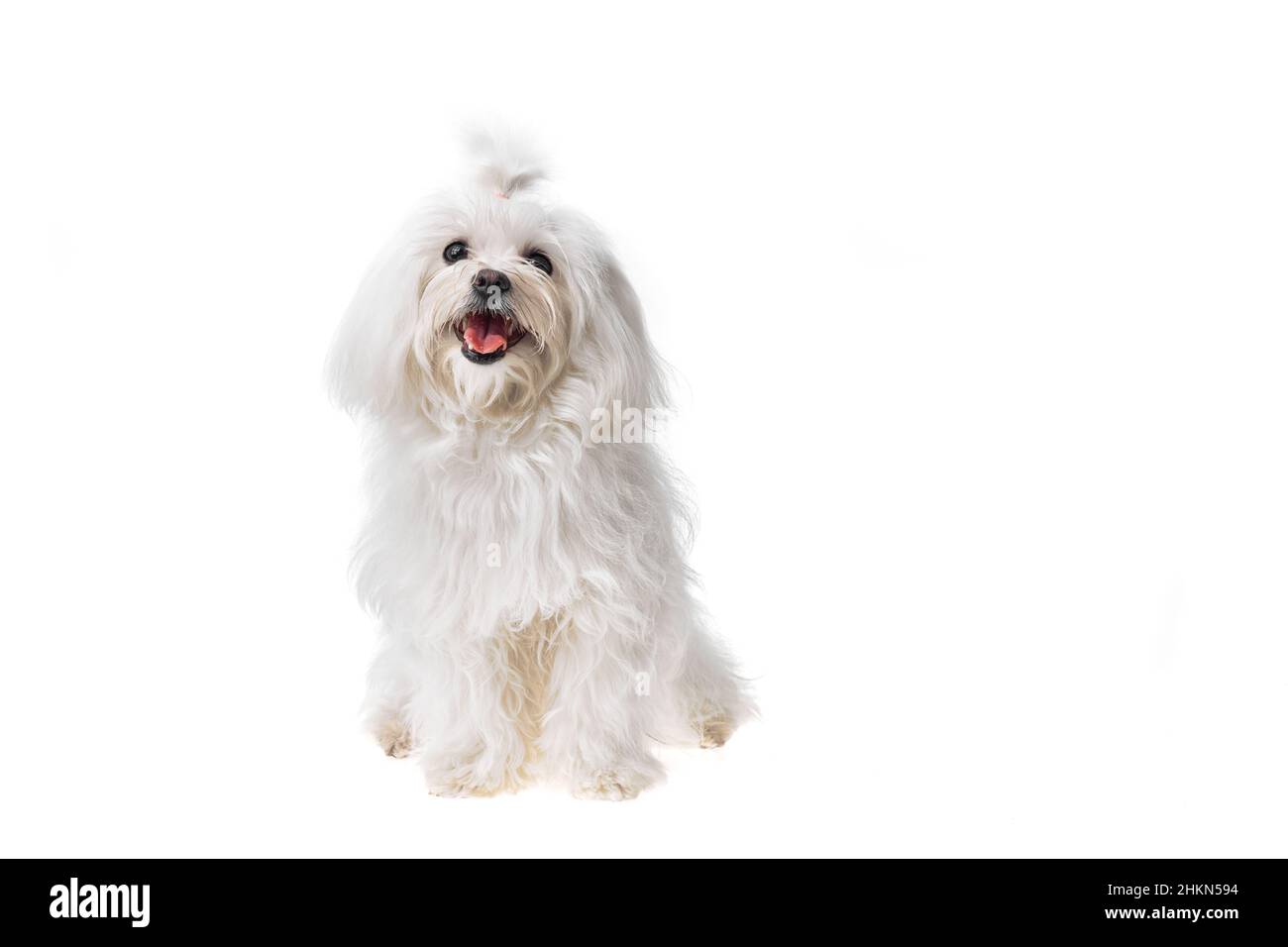 Beautiful and cute white bichon maltese dog over isolated background ...