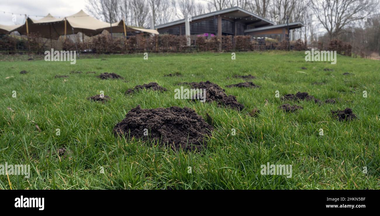 Moles population hi-res stock photography and images - Alamy