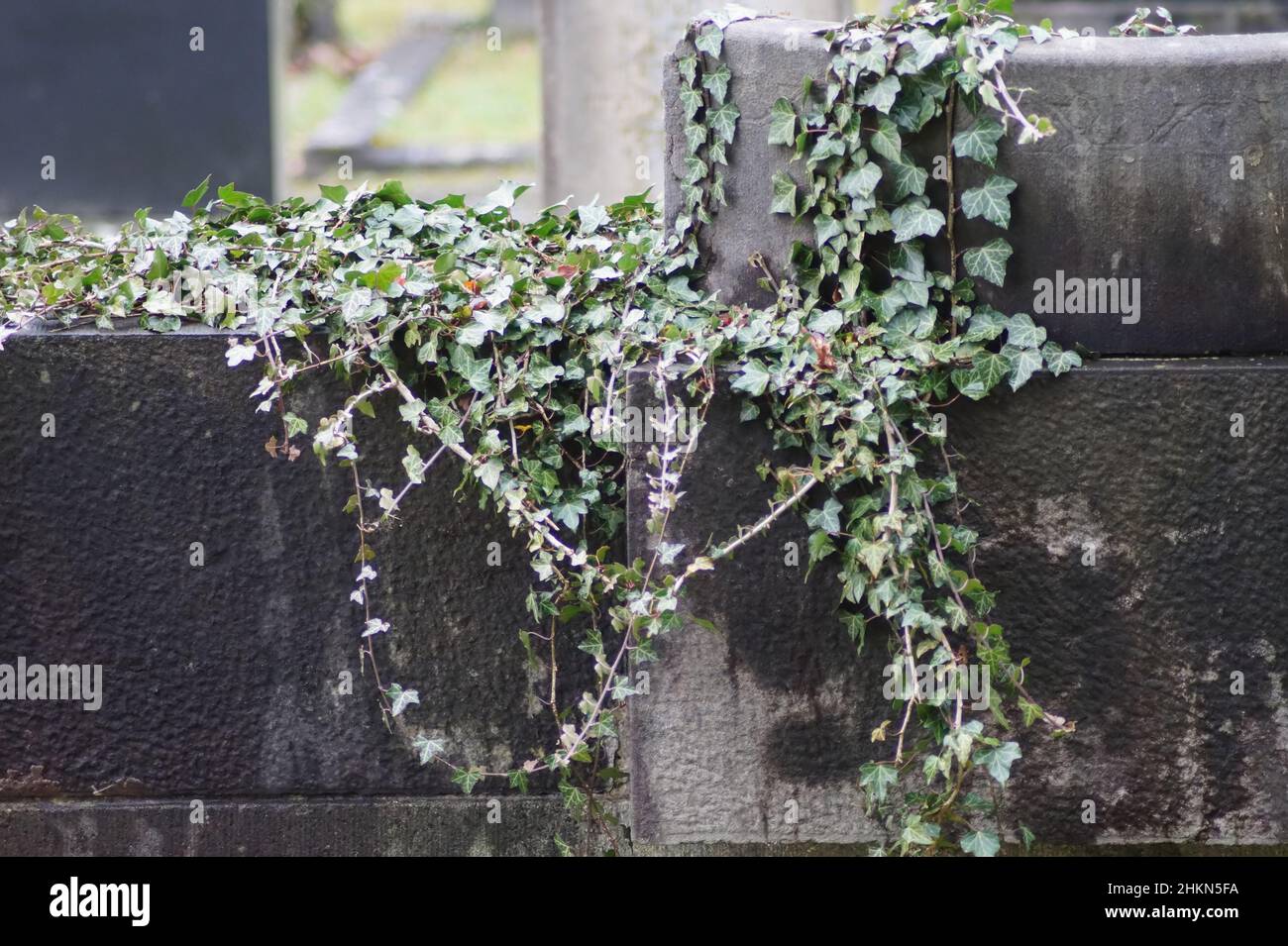 Tombstone overgrown with ivy Stock Photo - Alamy