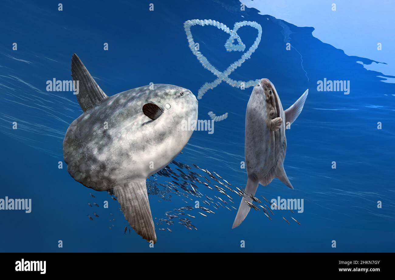 Two ocean sunfish or molas eat a heartshaped jellyfish called a salp ...