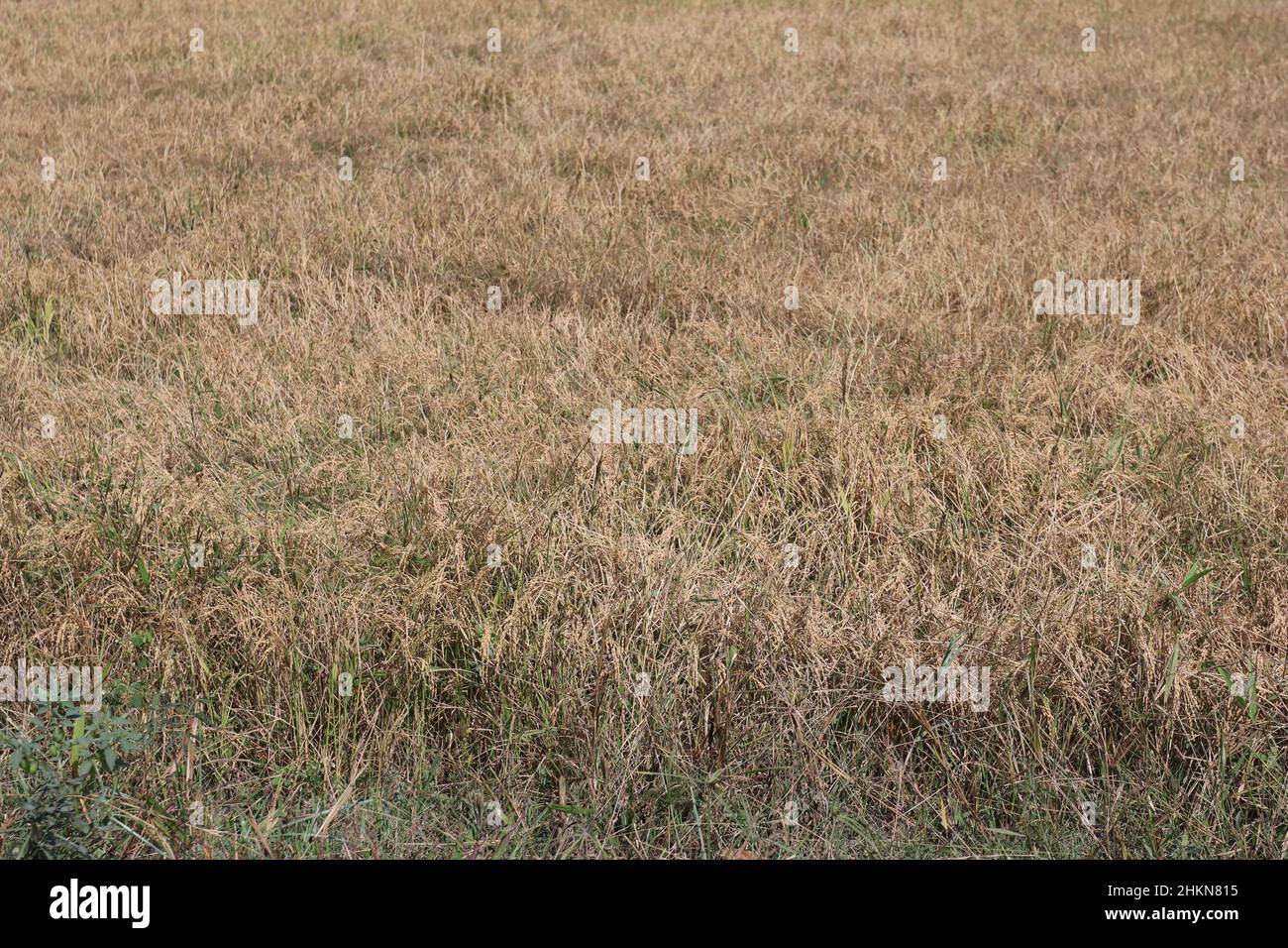 Paddy harvest hi-res stock photography and images - Alamy