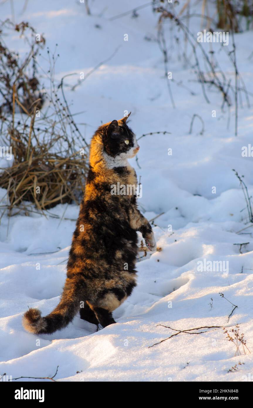 Cat Standing On Hind Legs Snow