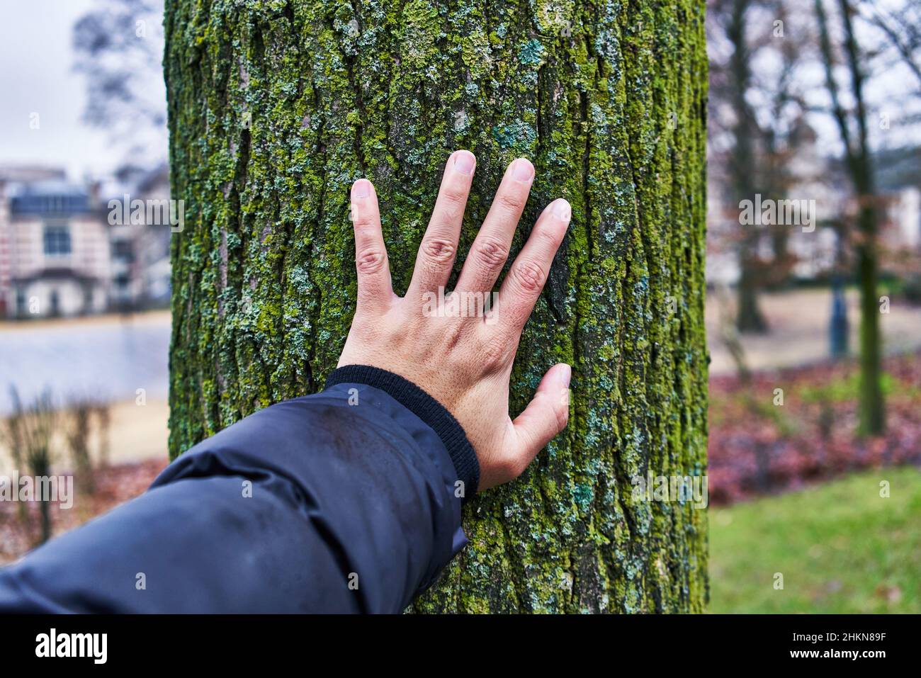 Hand of man touching tree at park Stock Photo - Alamy