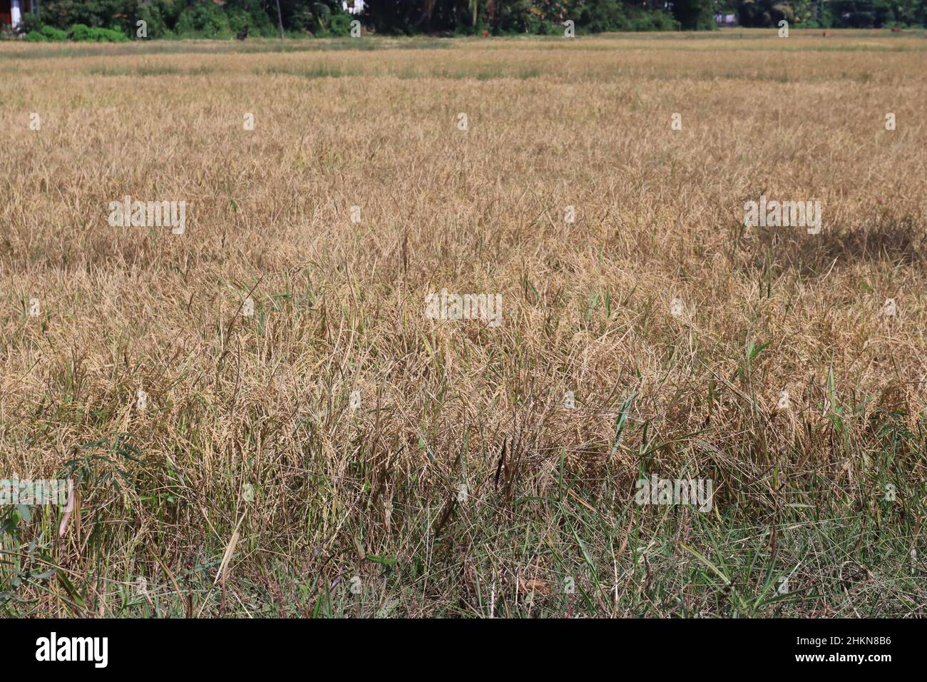 Paddy harvest hi-res stock photography and images - Alamy
