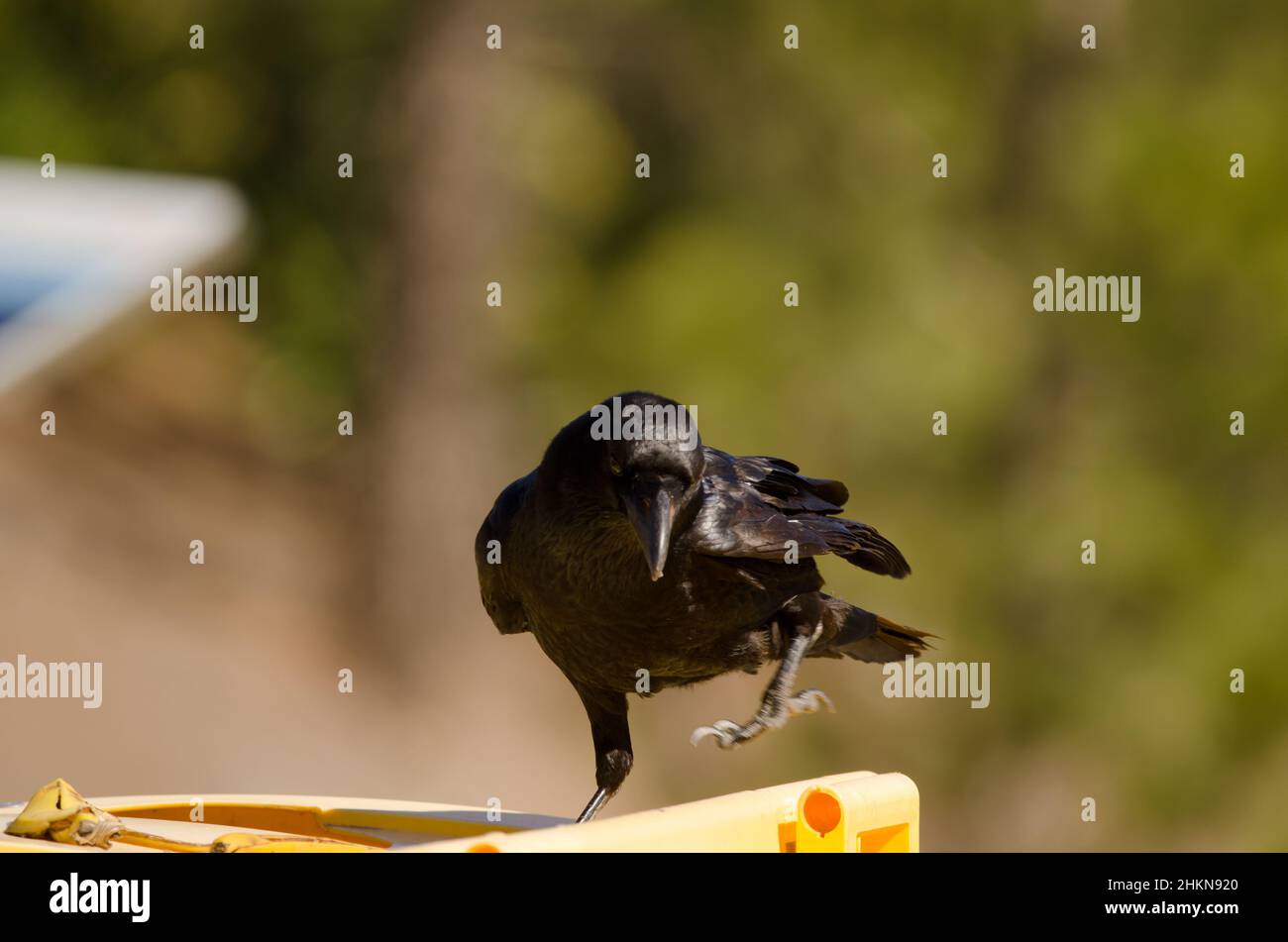 Canary Islands raven Corvus corax canariensis on a garbage container ...