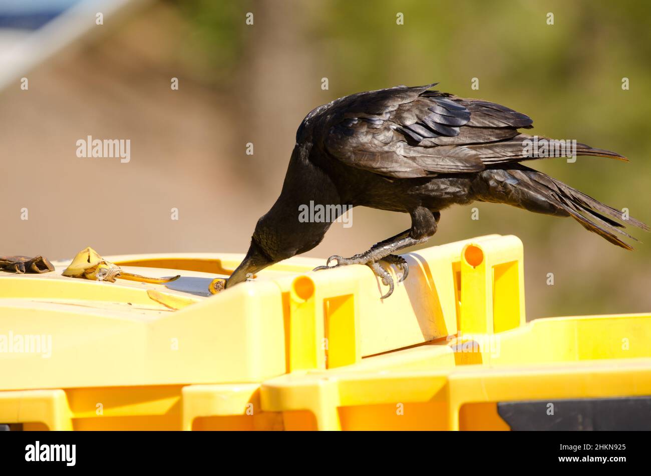 Canary Islands raven Corvus corax canariensis feeding on banana remains ...