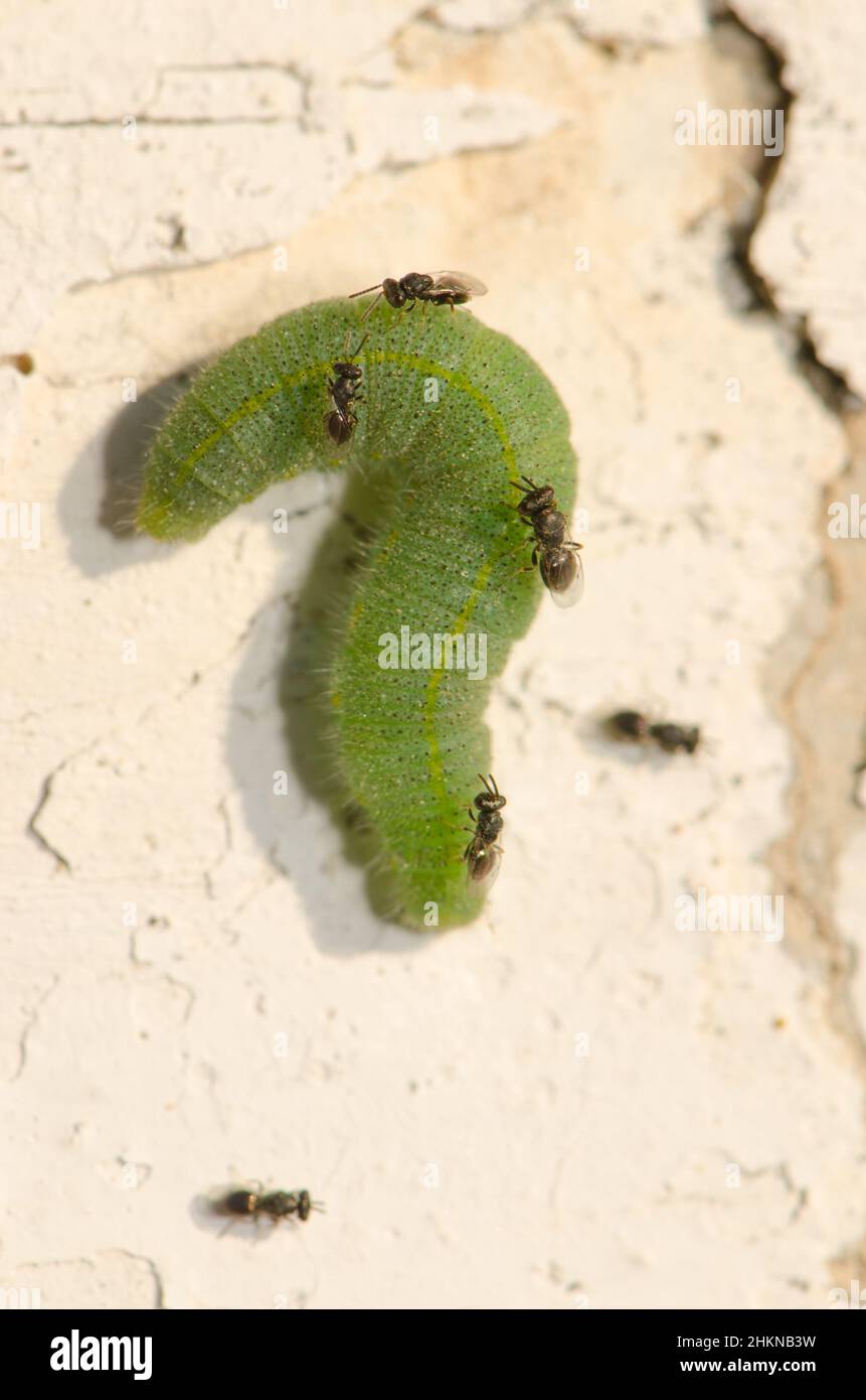 White butterfly parasite Cotesia glomerata looking to lay their eggs on ...