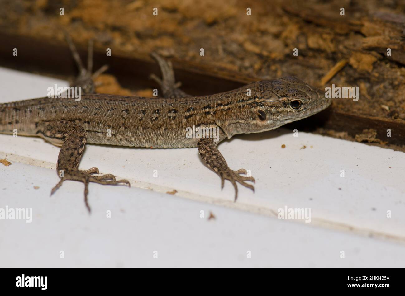 Gran canaria giant lizards hi-res stock photography and images - Alamy