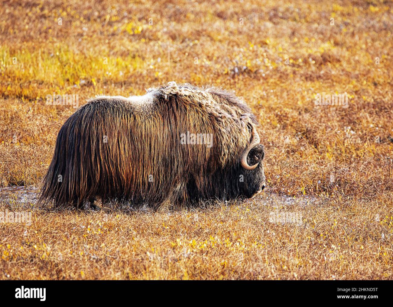 Beautiful view of two Musk ox animals grazing on wild grass farm on a ...