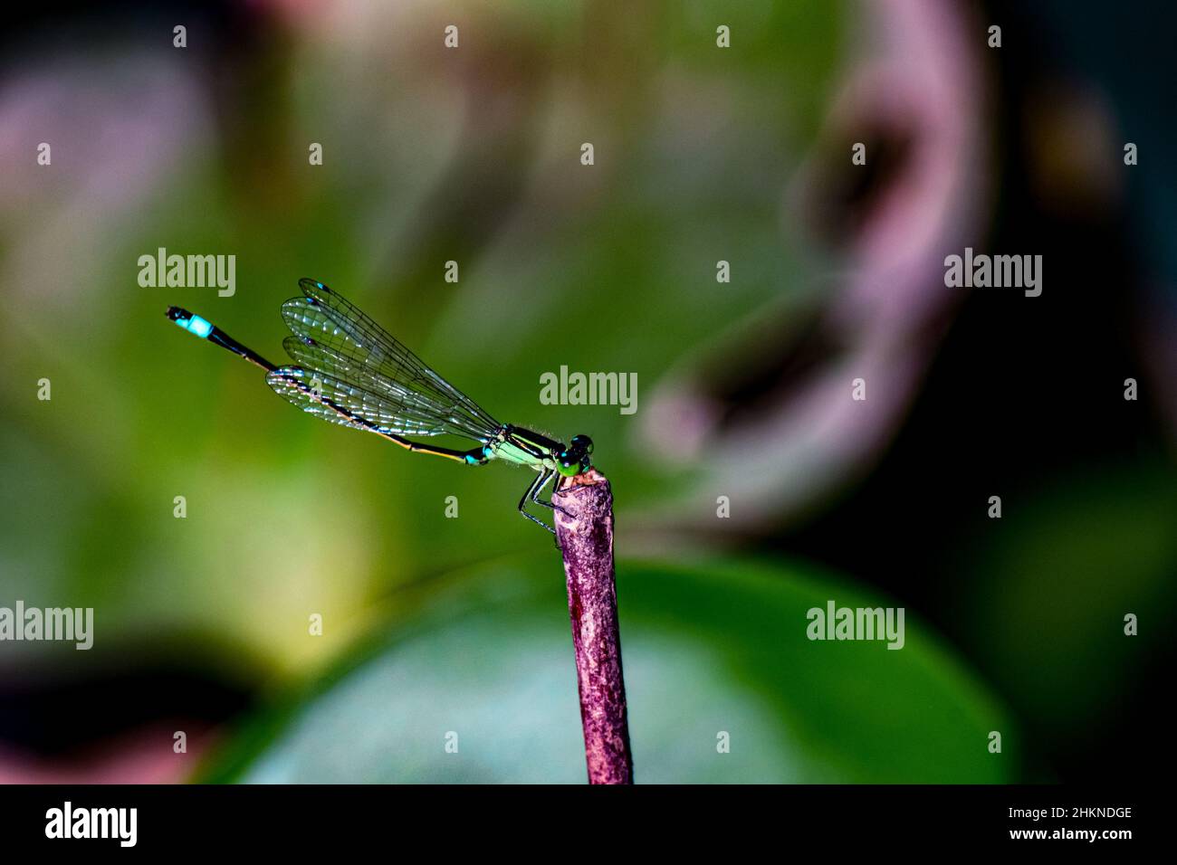 Firefly insect eyes hi-res stock photography and images - Alamy