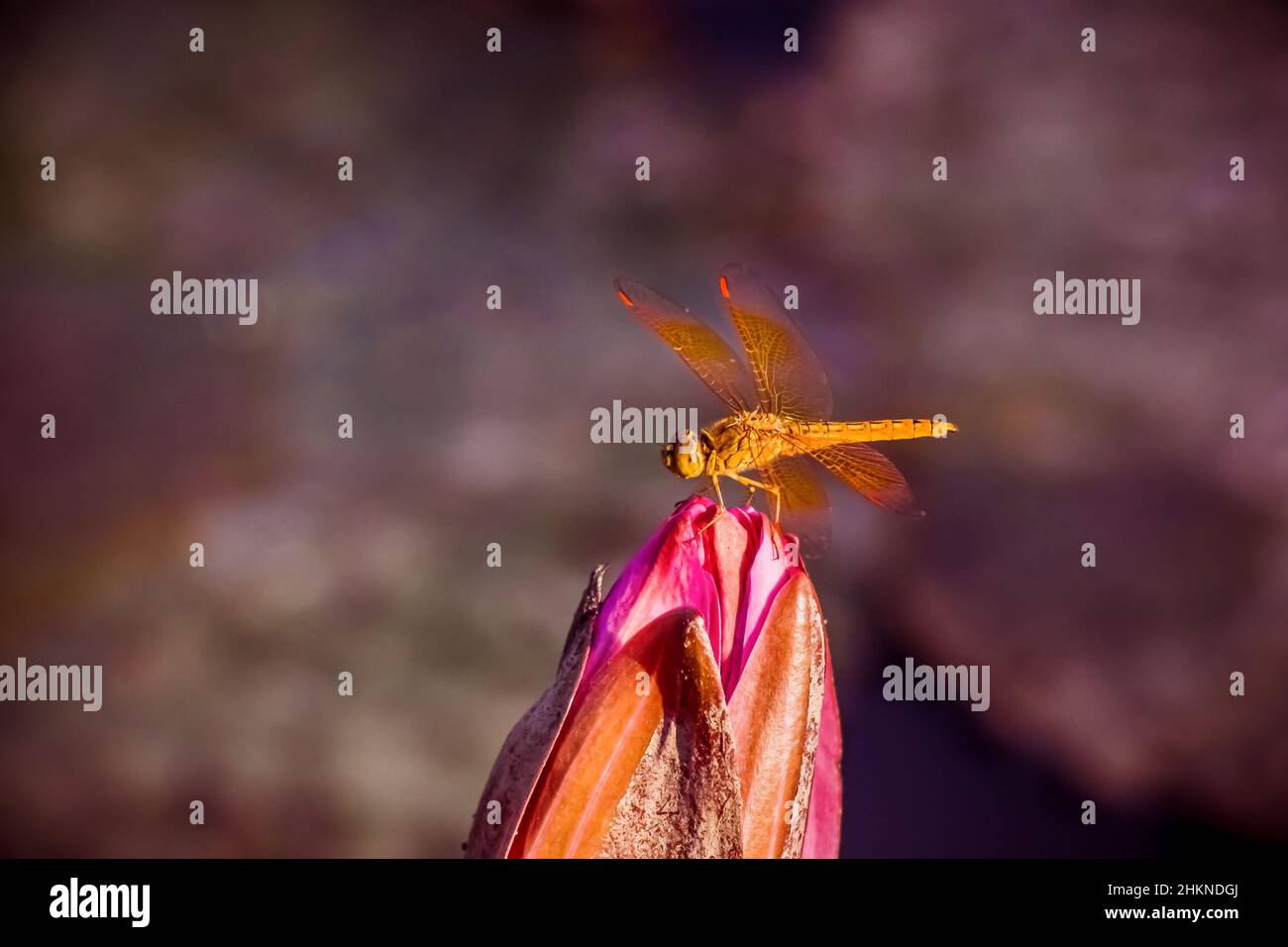 Firefly insect eyes hi-res stock photography and images - Alamy
