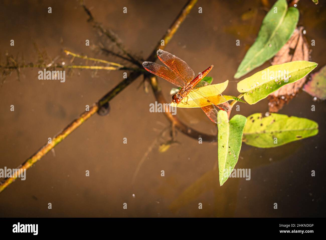 Firefly insect eyes hi-res stock photography and images - Alamy
