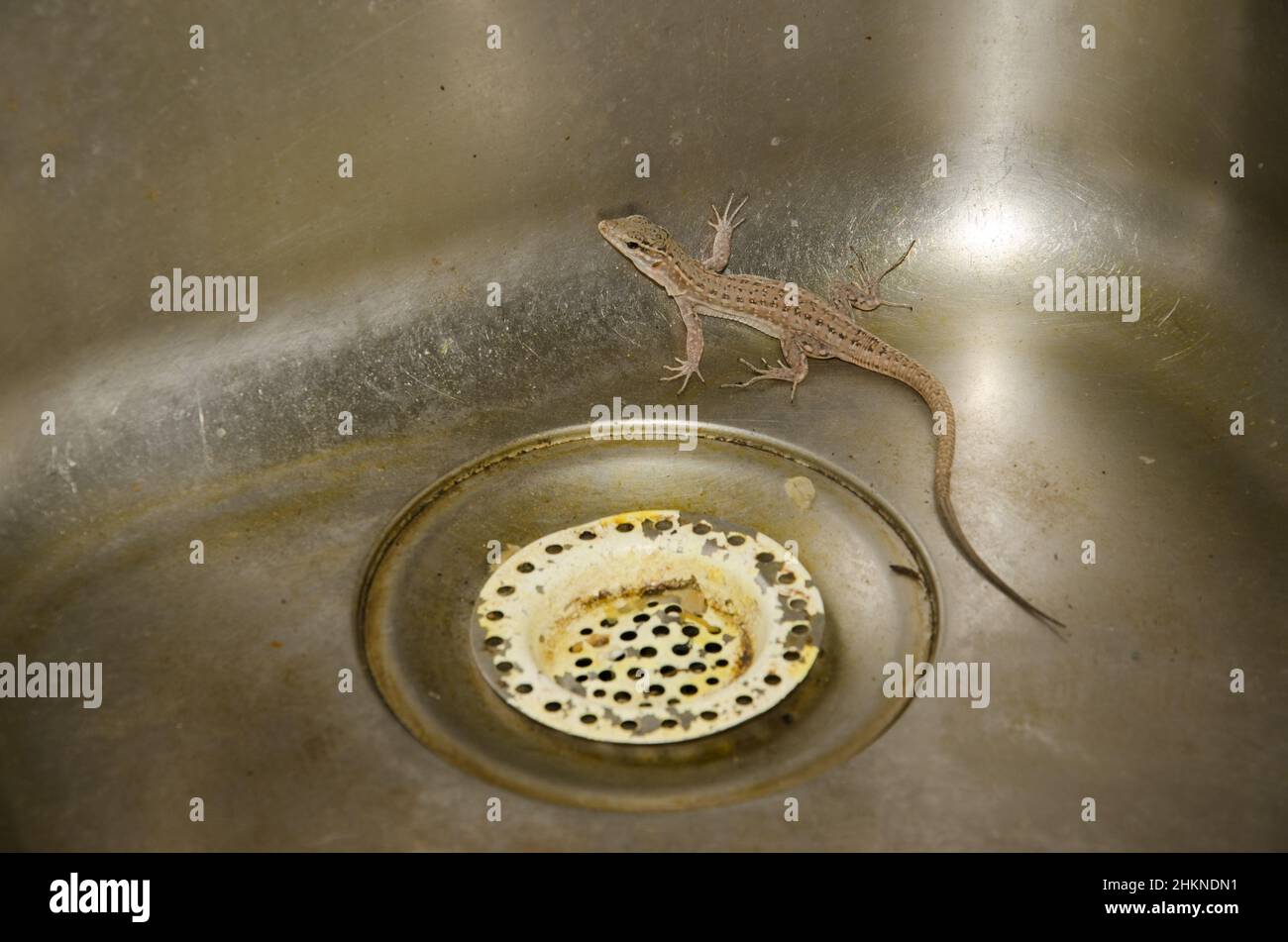 Gran Canaria giant lizard Gallotia stehlini. Juvenile trapped in a ...