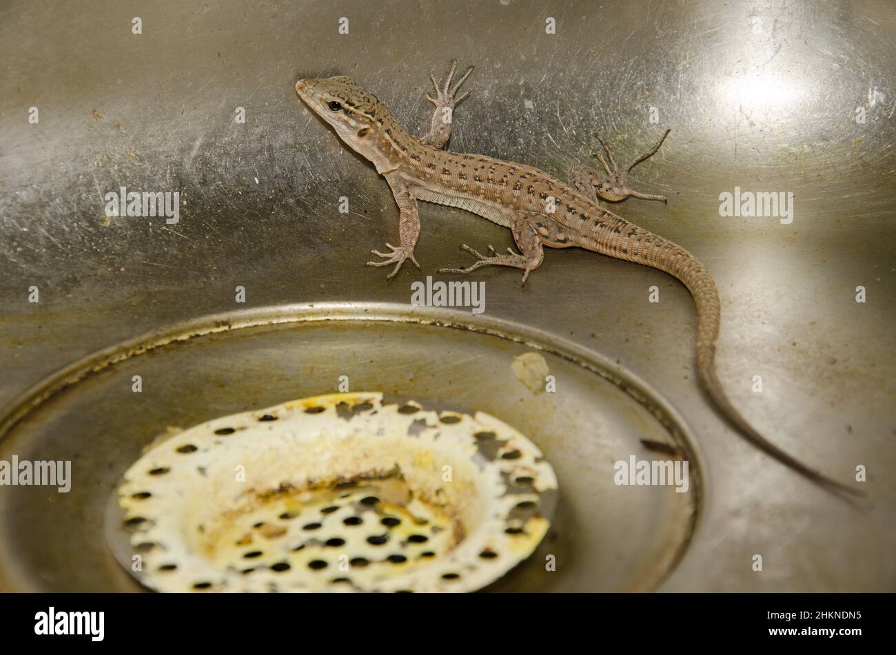 Gran Canaria giant lizard Gallotia stehlini. Juvenile trapped in a ...