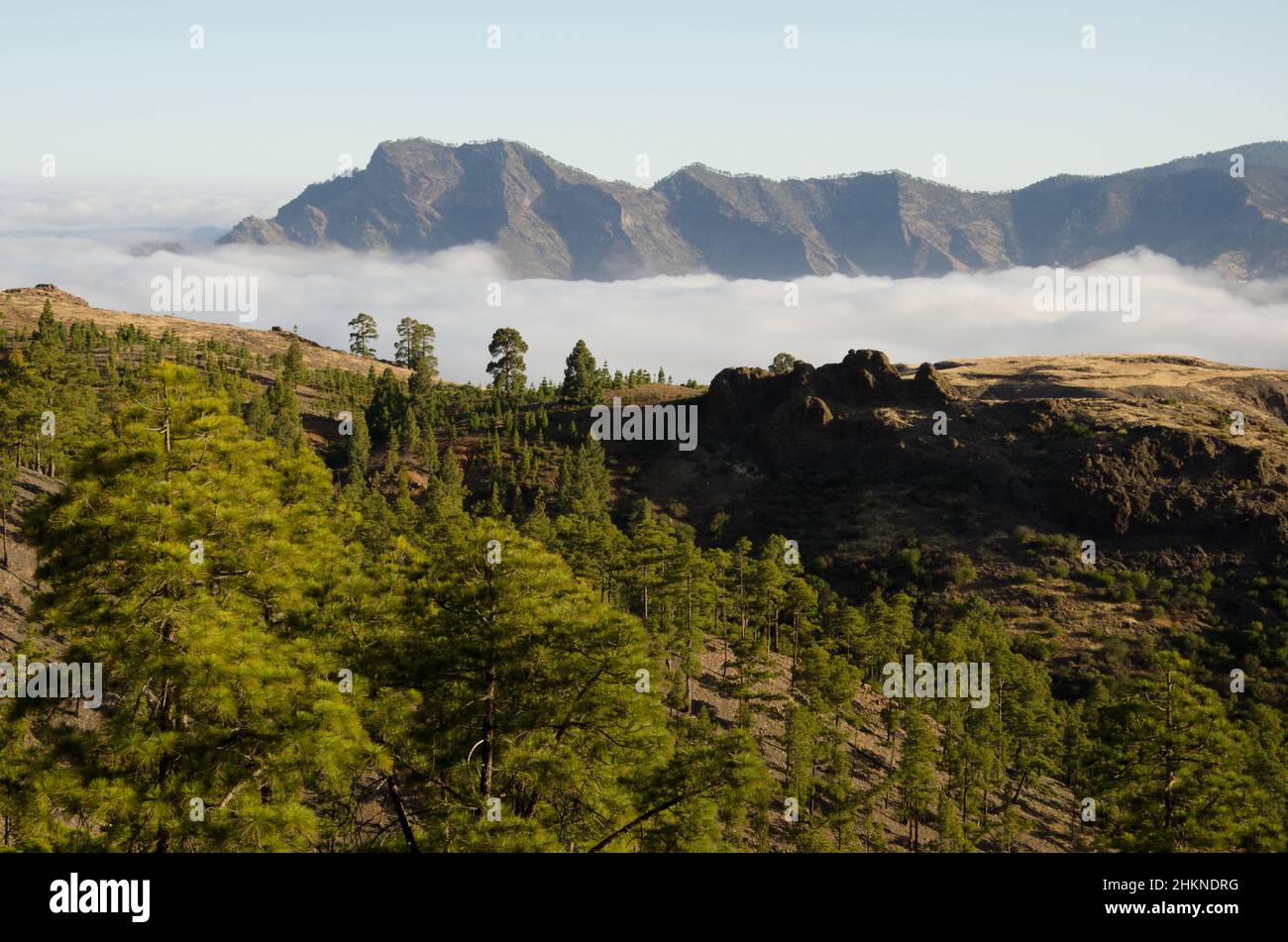 Forest of Canary Island pine Pinus canariensis in the Reserve of Inagua ...
