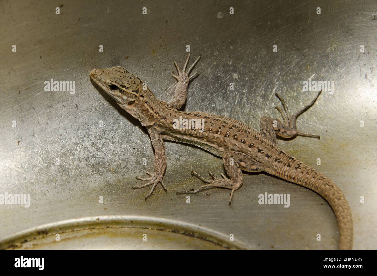 Gran Canaria giant lizard Gallotia stehlini. Juvenile trapped in a ...