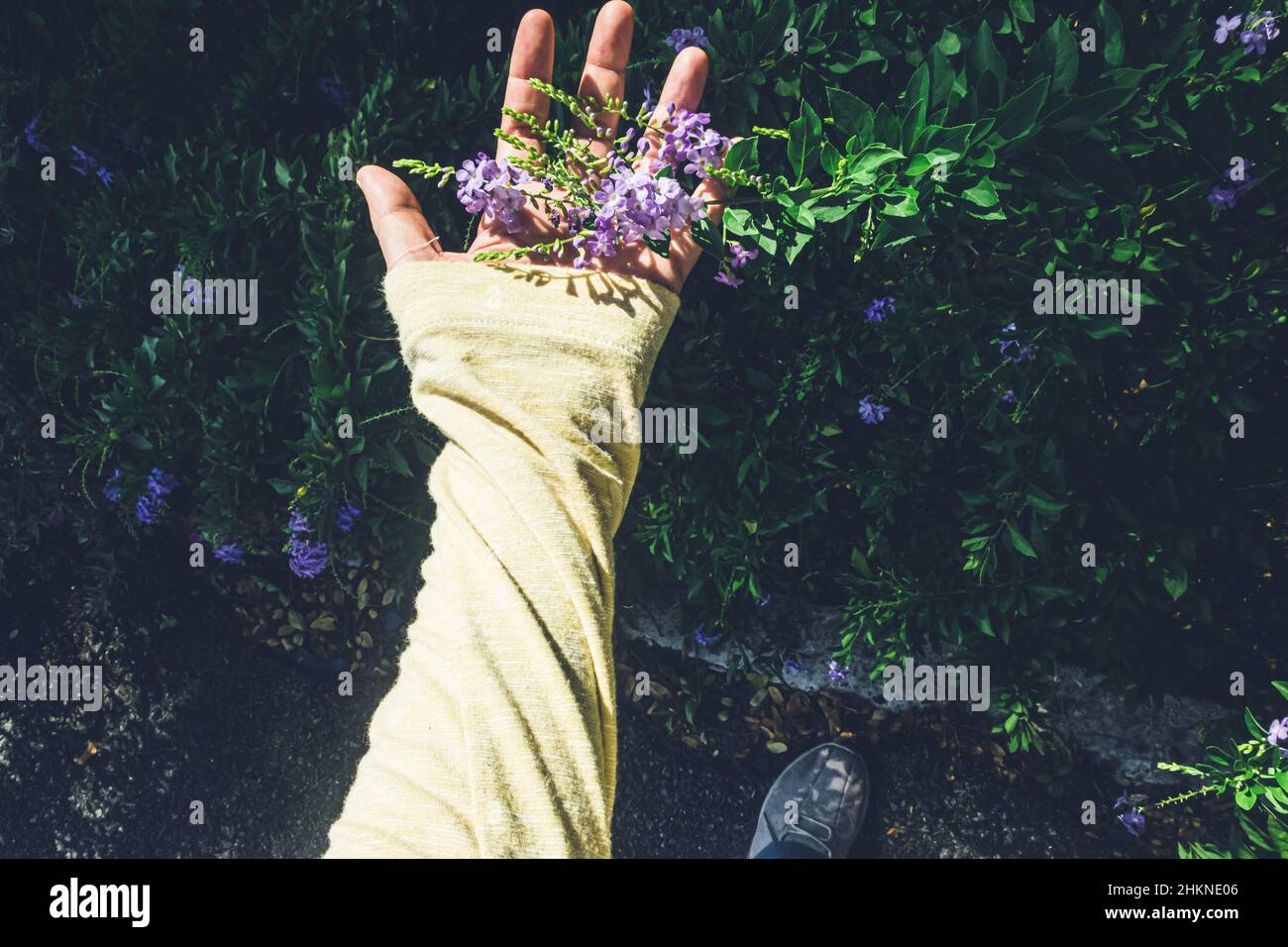 hand touching violet color flowers in a garden nature background Stock ...