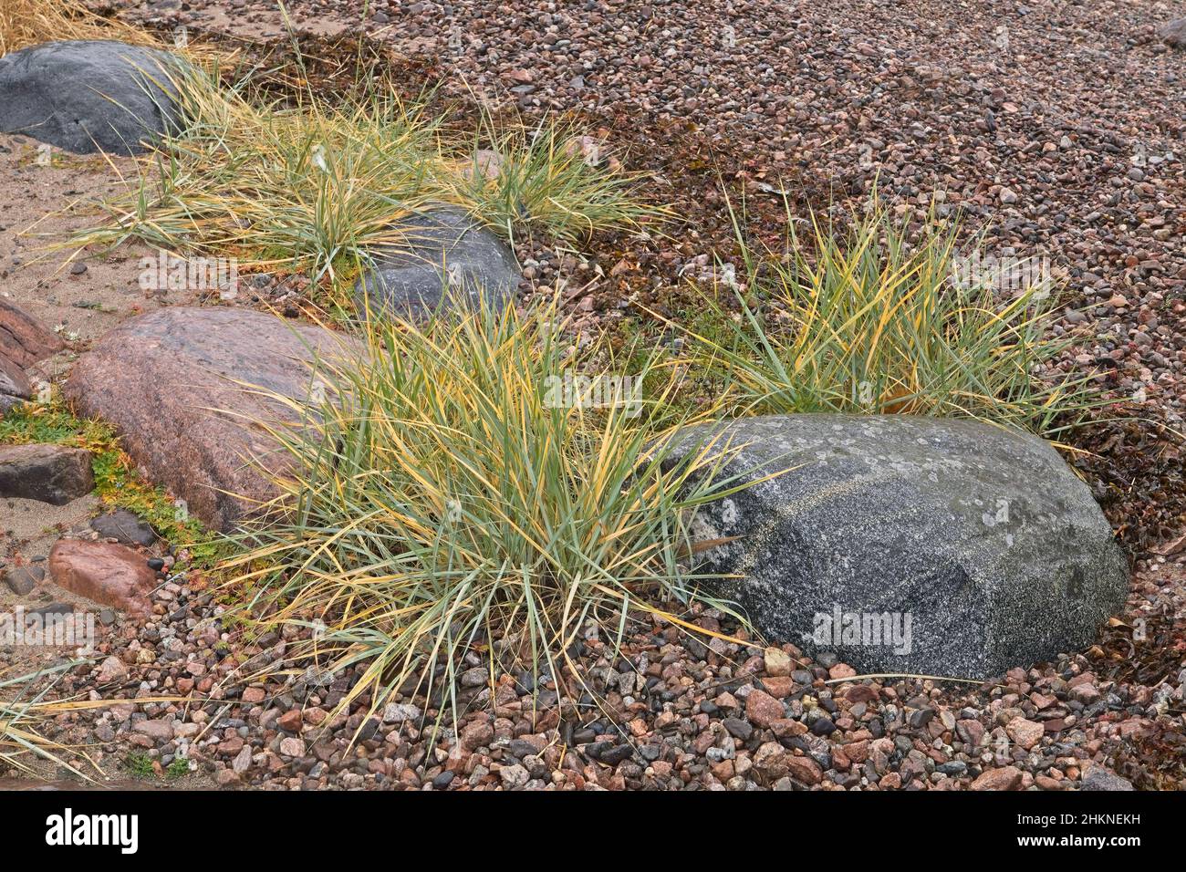 Rocks and reeds Stock Photo - Alamy