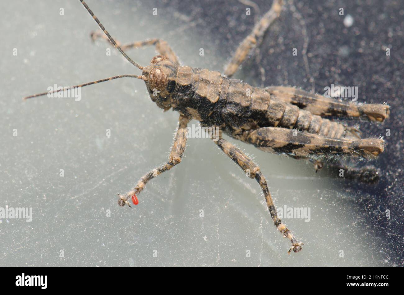 Splendid rock grasshopper Arminda canariensis with a red mite on one of ...