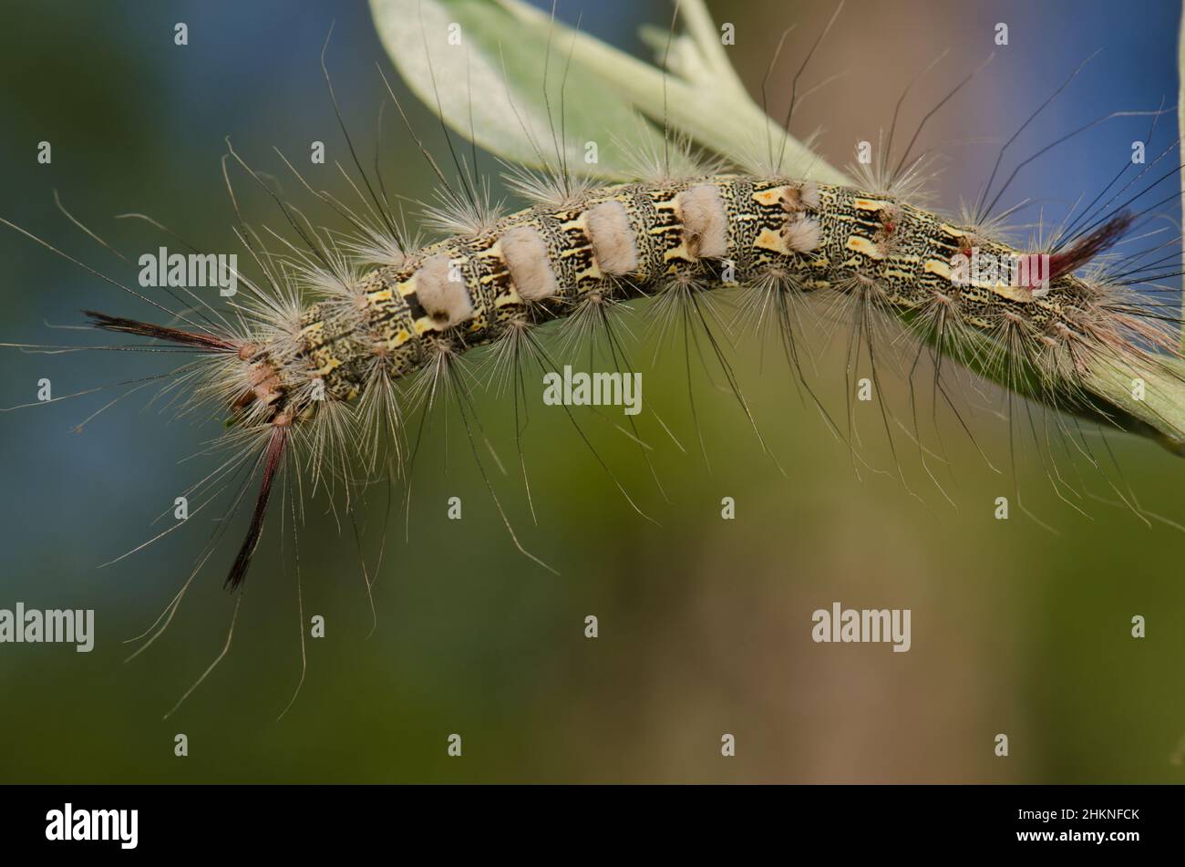 Caterpillar of the moth Calliteara fortunata. Integral Natural Reserve ...