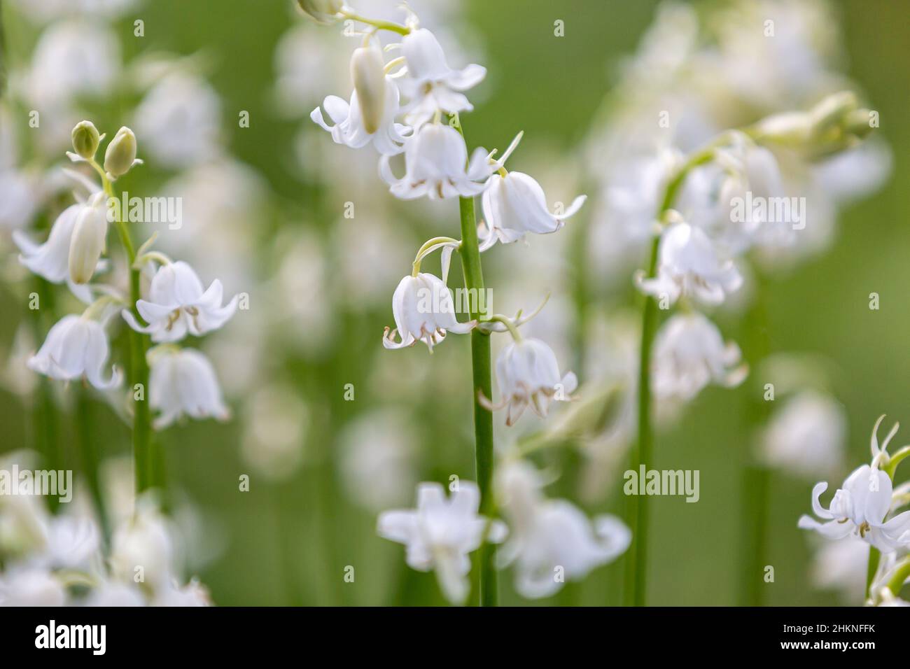 Hyacinthoides hispanica alba, white bluebells, in the spring sunshine ...