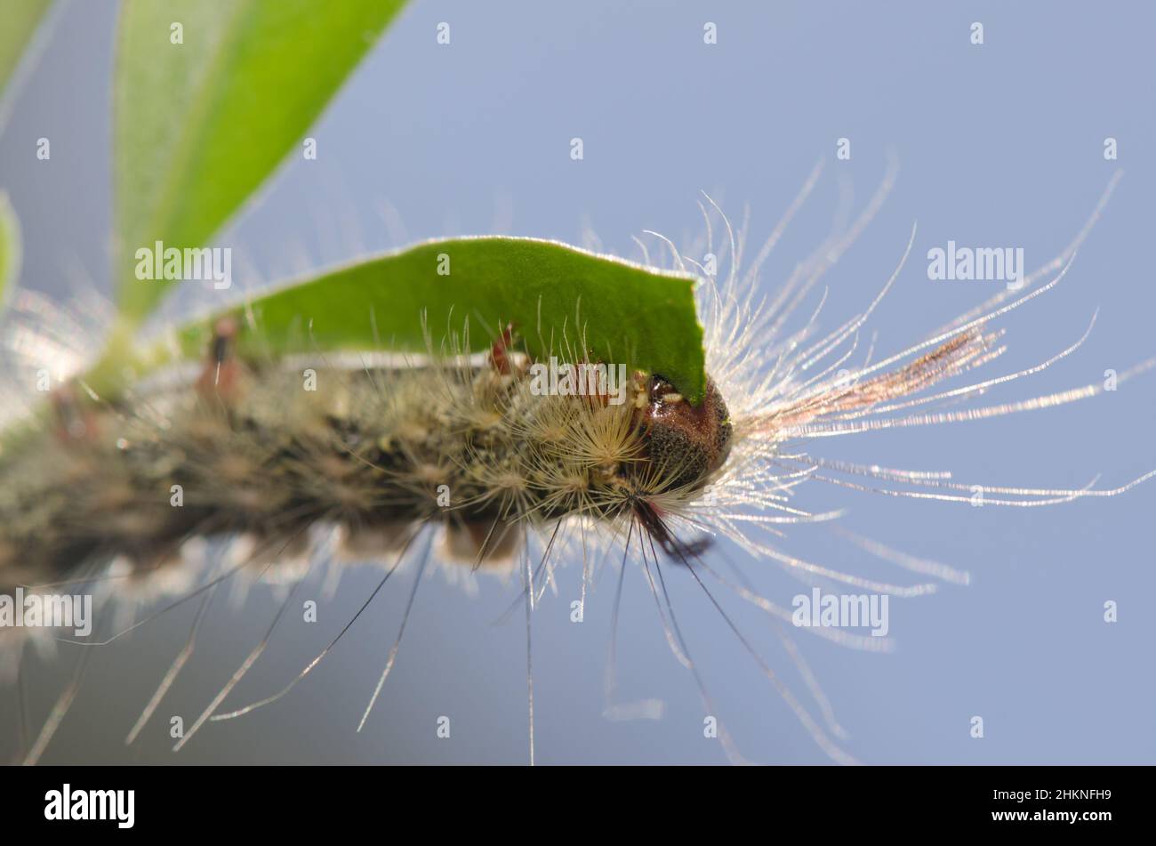 Caterpillar of the moth Calliteara fortunata eating a leaf of tree ...
