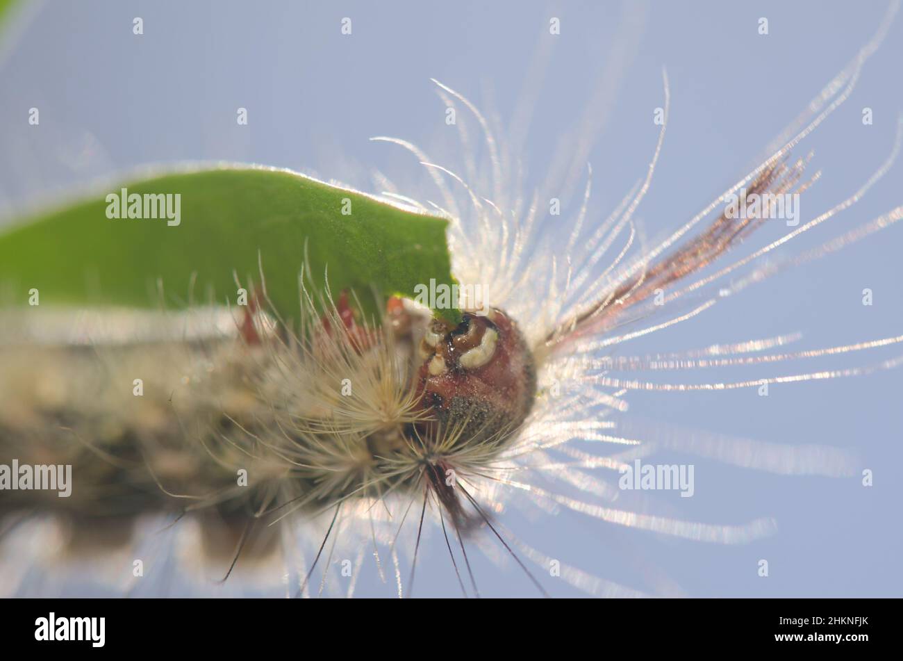 Caterpillar of the moth Calliteara fortunata eating a leaf of tree ...