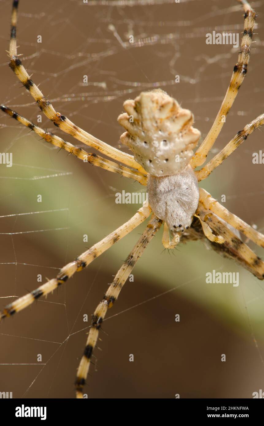 Banded garden spider Argiope trifasciata. Integral Natural Reserve of ...
