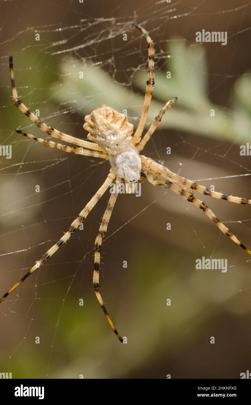 Banded garden spider Argiope trifasciata. Integral Natural Reserve of ...