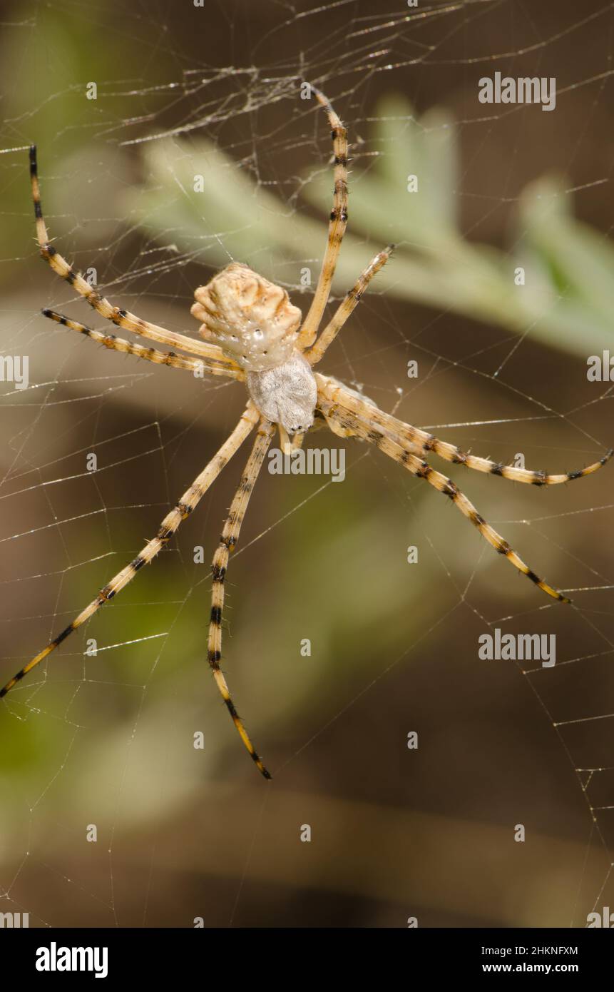 Banded garden spider Argiope trifasciata. Integral Natural Reserve of ...