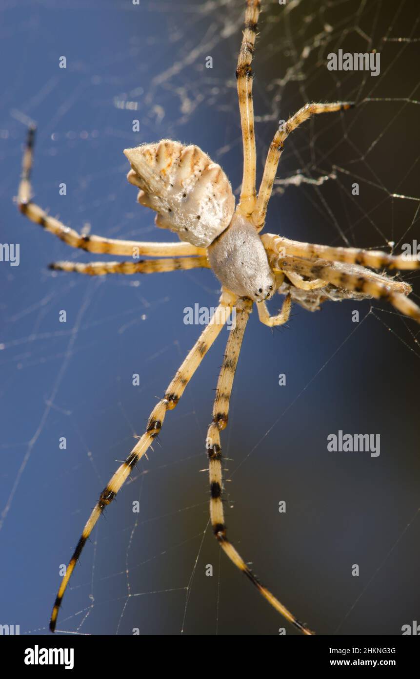 Banded garden spider Argiope trifasciata. Integral Natural Reserve of ...