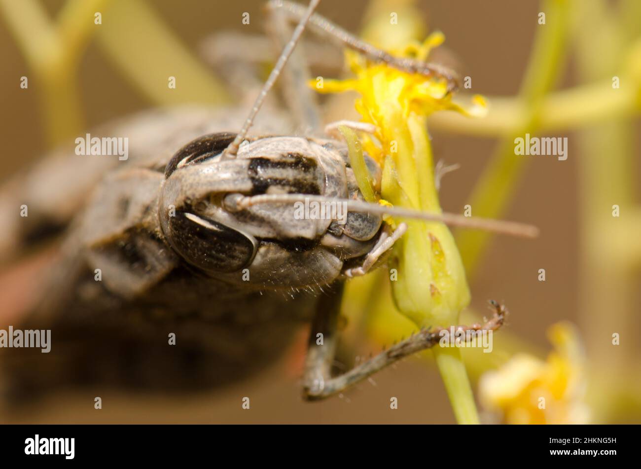 Moroccan locust Dociostaurus maroccanus eating a flower. Integral ...