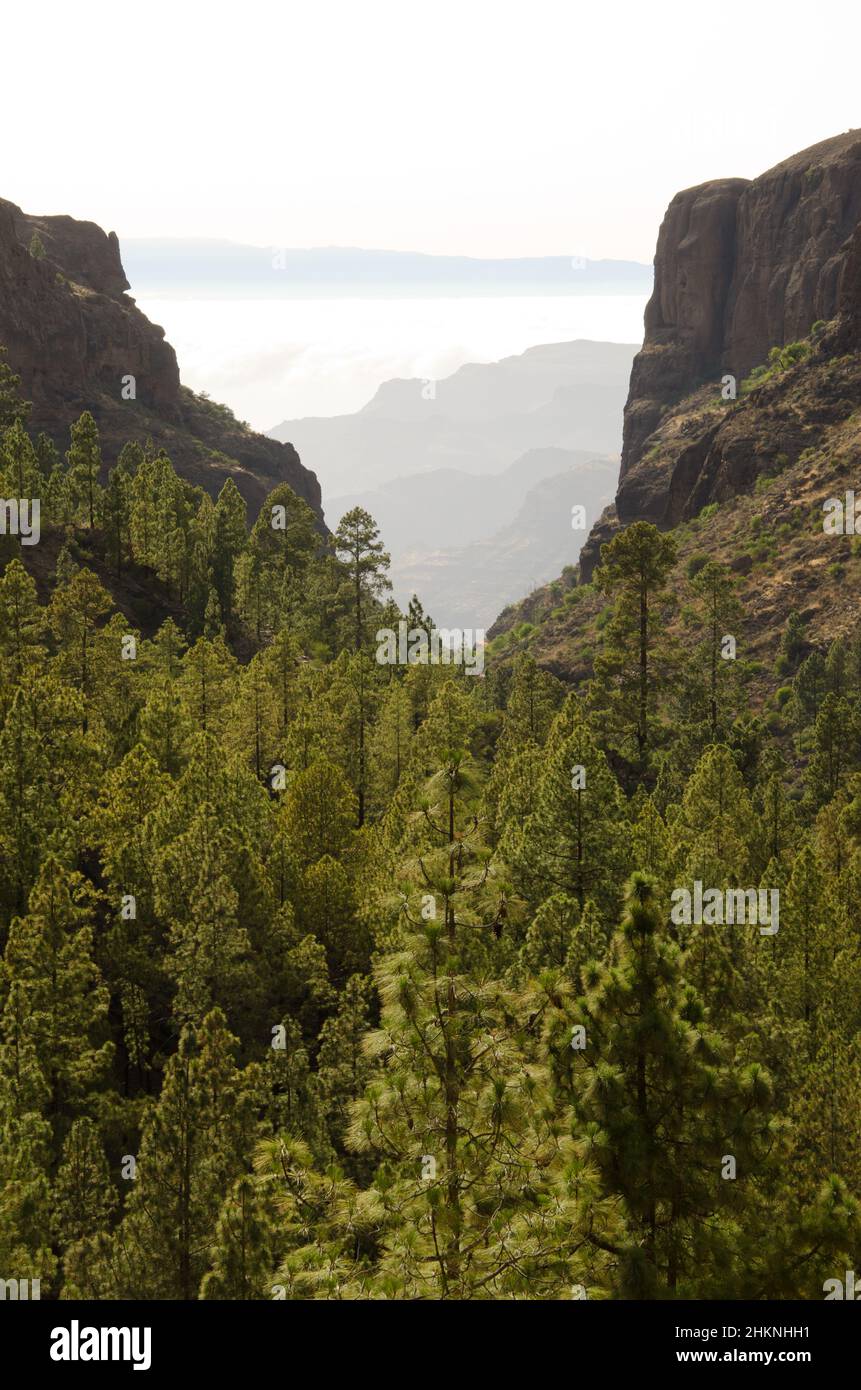 Forest of Canary Island pine Pinus canariensis in The Juncal Ravine ...