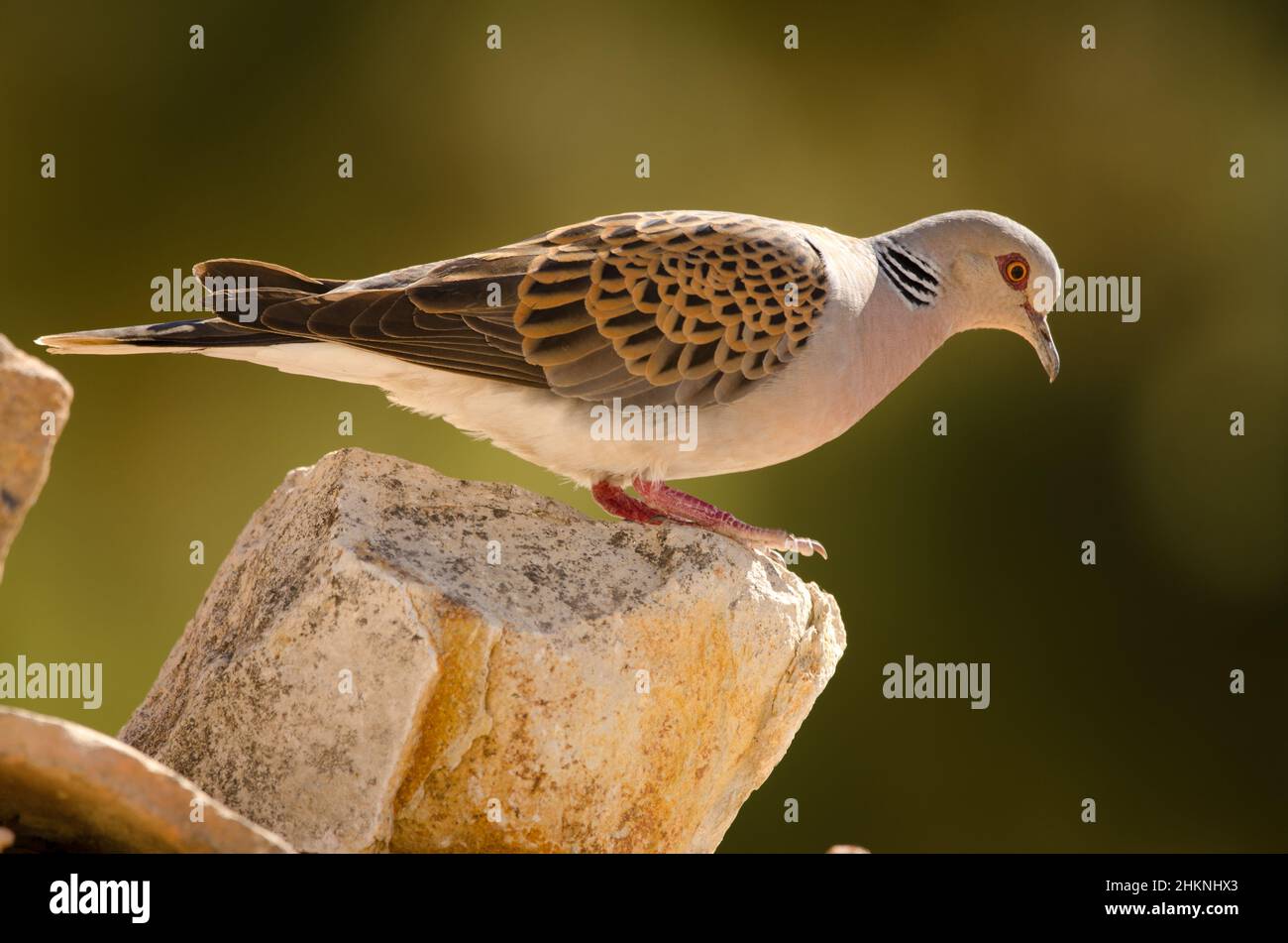 European turtle dove Streptopelia turtur. Cruz de Pajonales. Integral ...