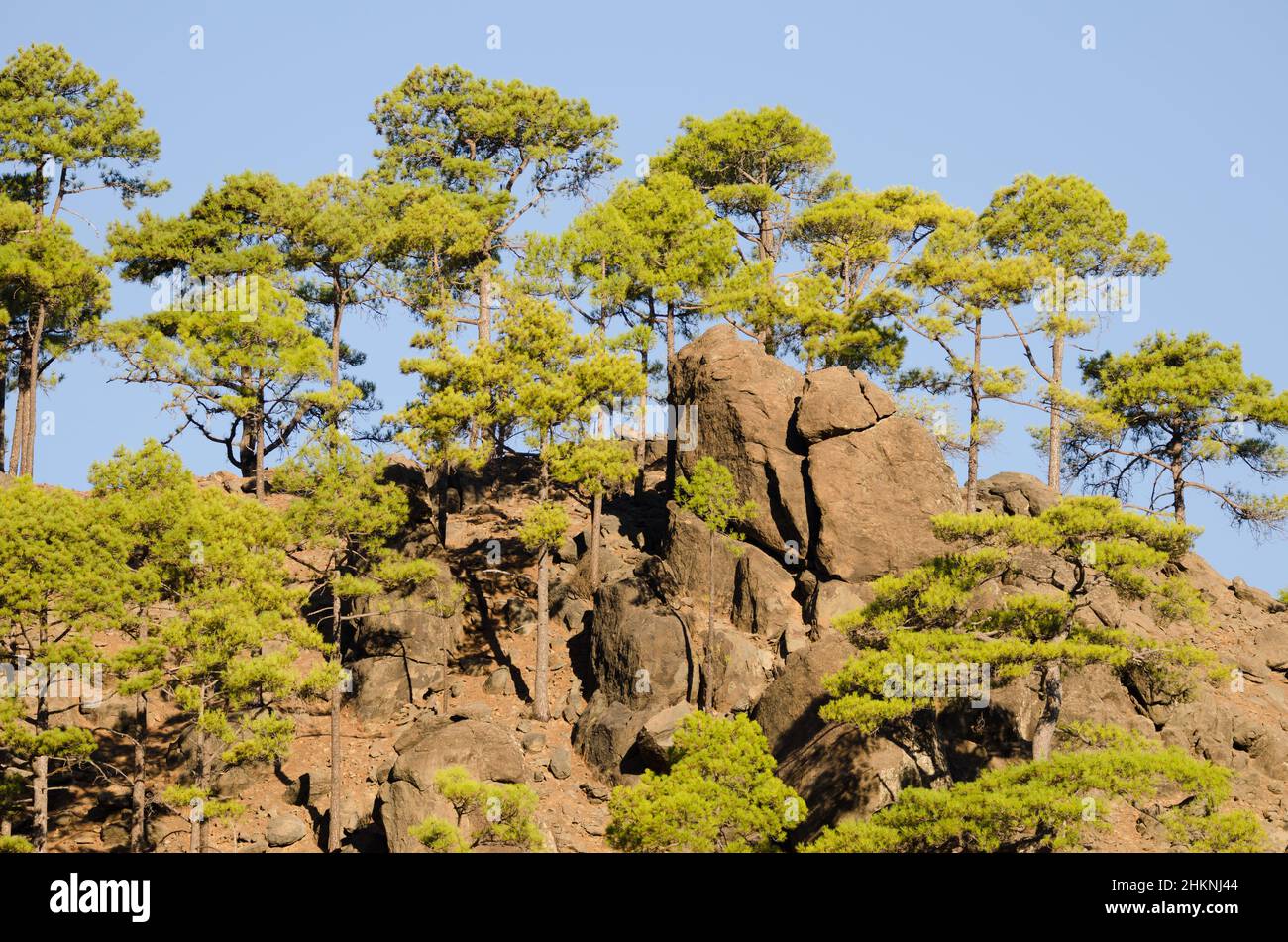 Forest of Canary Island pine Pinus canariensis and rocky cliff ...