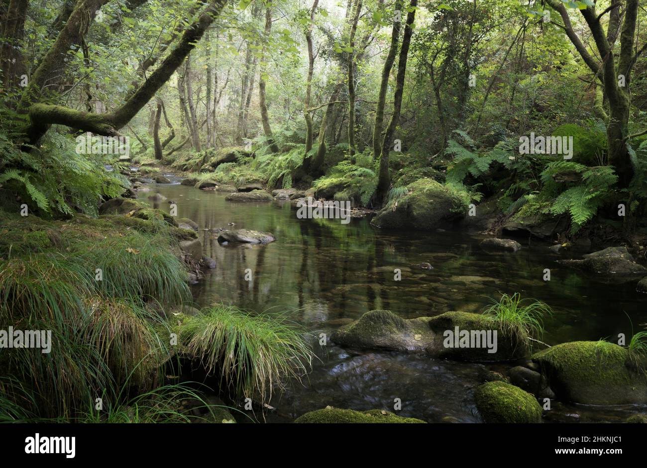 Rainforest geology hi-res stock photography and images - Alamy