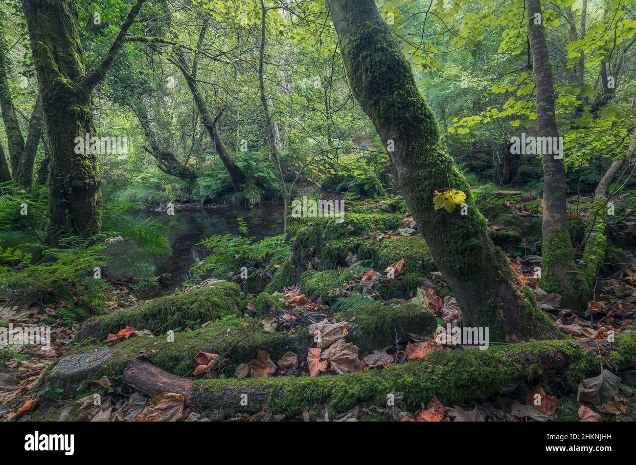Moss Covered Rocks and Trees at a Deep Forest in Galicia, Spain Stock ...