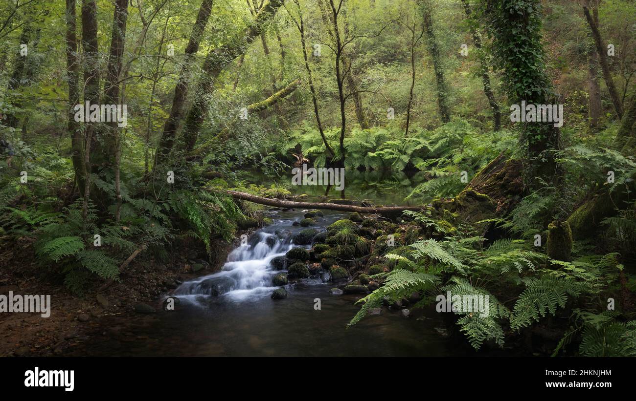 River Across a Rainforest in Galicia, Spain Stock Photo - Alamy