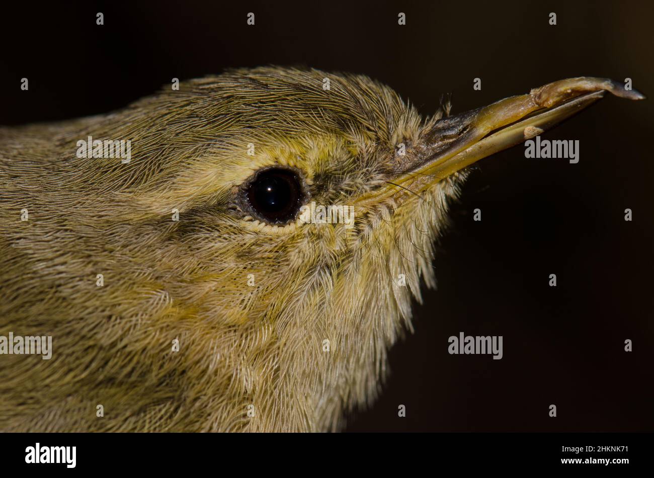 Canary Islands chiffchaff Phylloscopus canariensis with a malformed ...