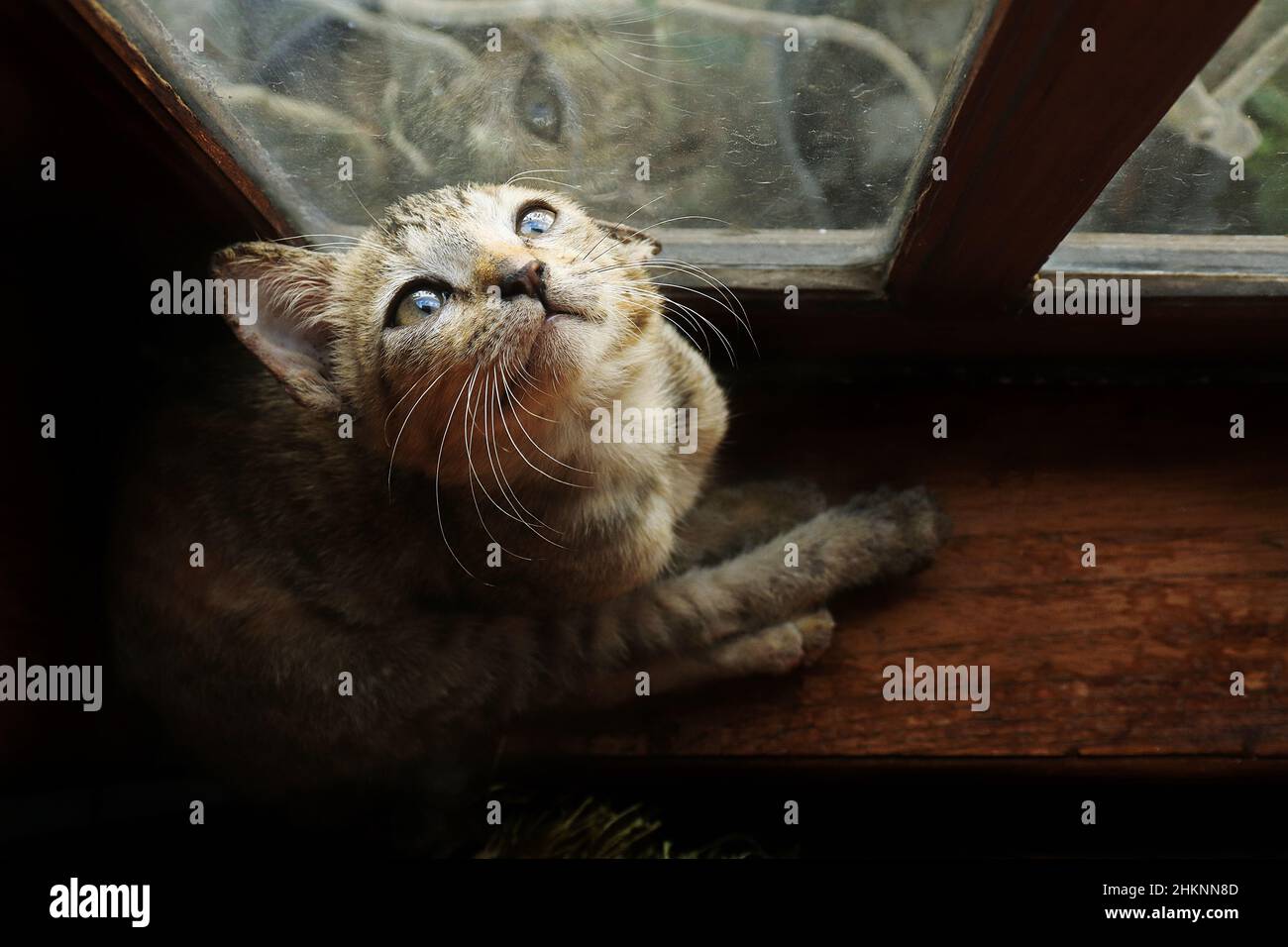 Kitten on window sill hi-res stock photography and images - Alamy
