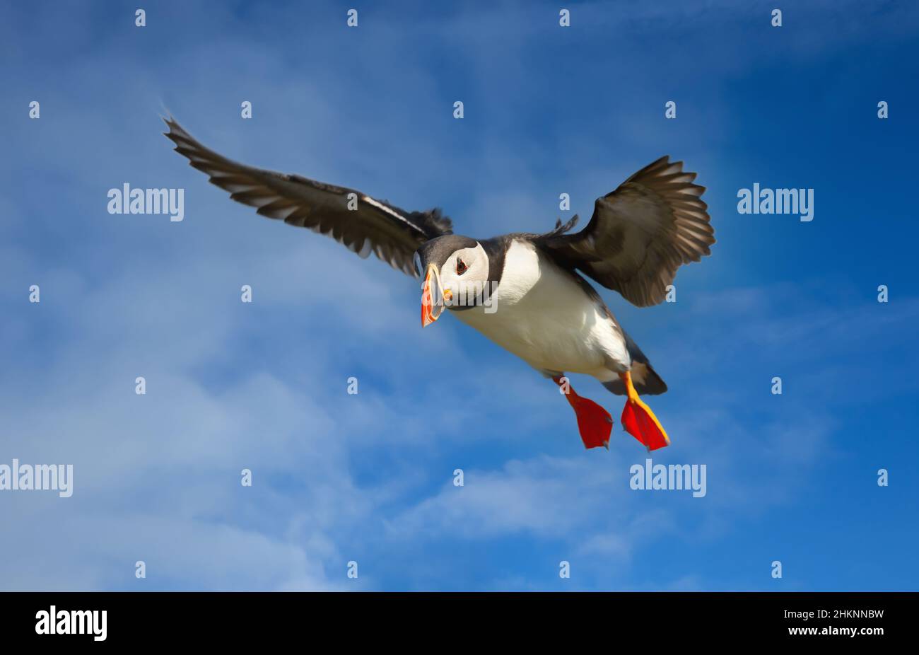 Puffin in flight blue background hi-res stock photography and images ...