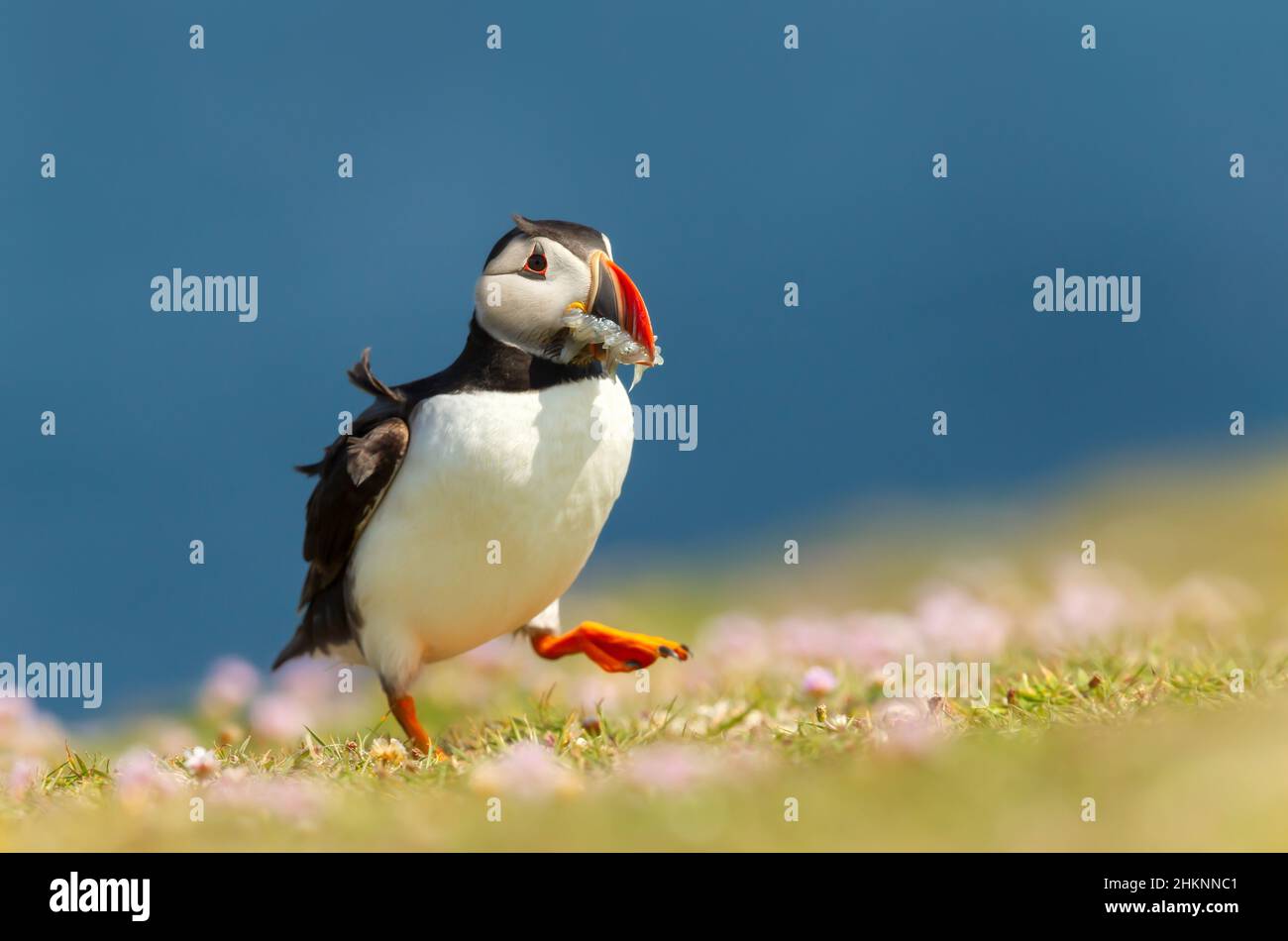 Puffin walking wildlife hi-res stock photography and images - Alamy