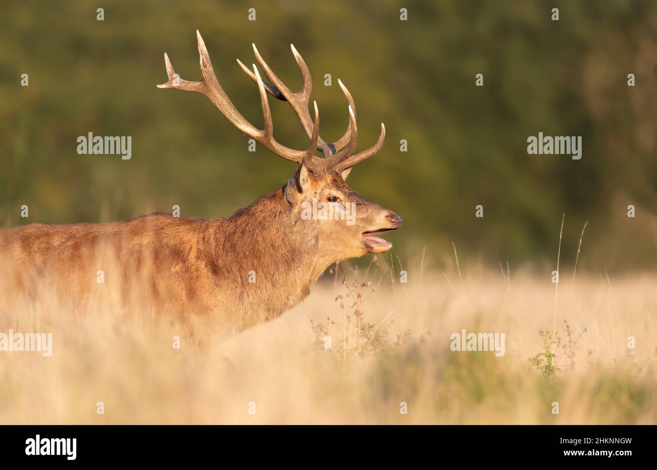 Close up of a red deer stag calling during rutting season in autumn, UK ...