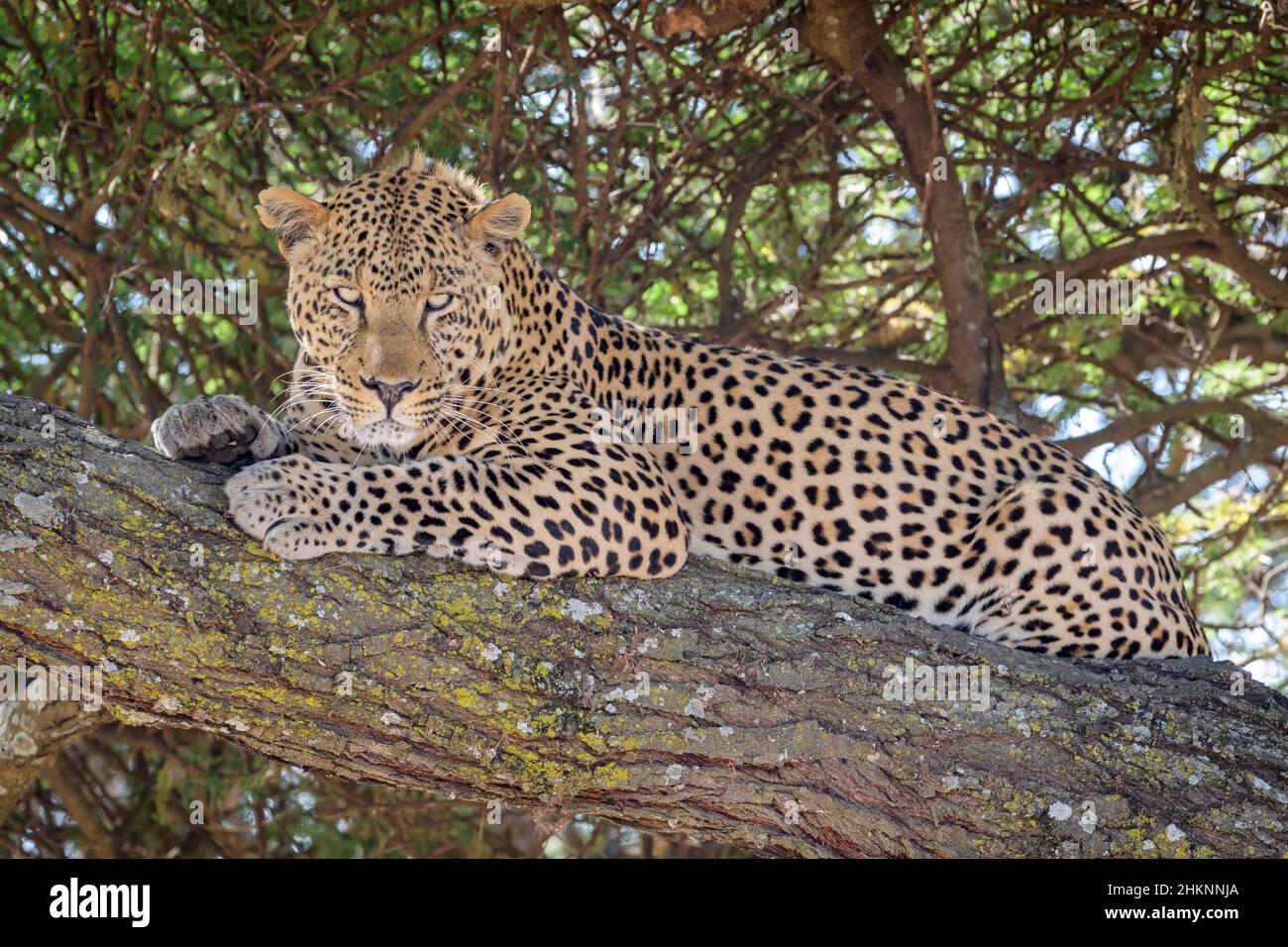 African Leopard (Panthera pardus) lying down in tree, looking at camera ...