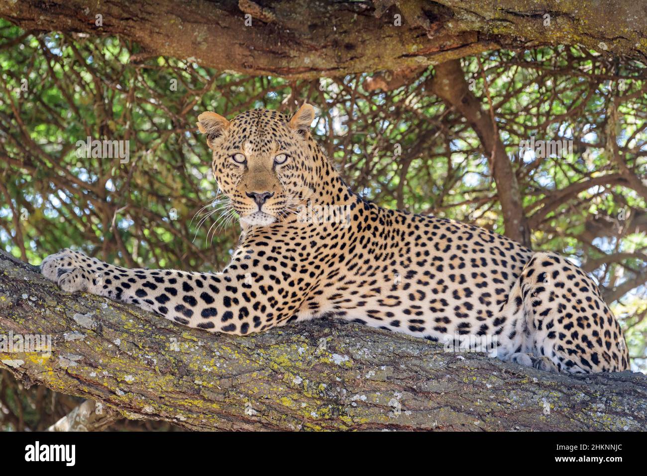 African Leopard (Panthera pardus) lying down in tree, looking at camera ...