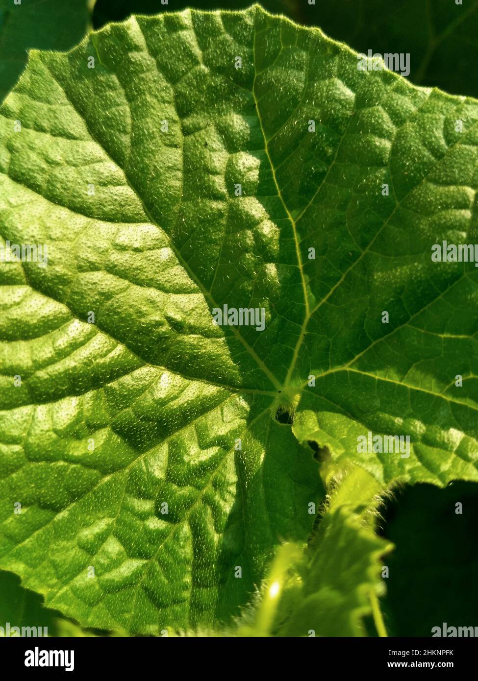 Melon Leaves Identification